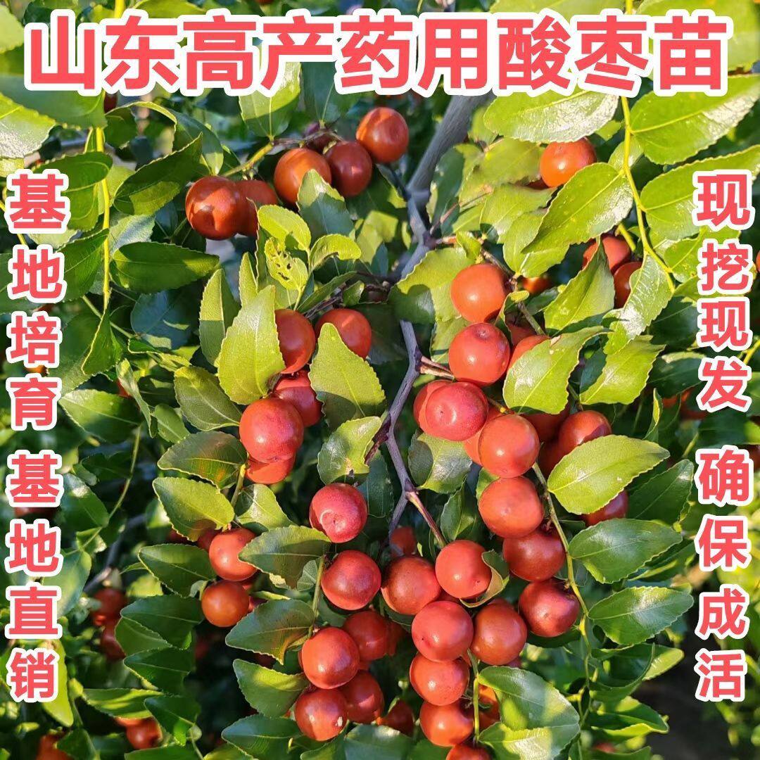 晋酸3号高产双仁酸枣苗枣树苗南北方种植山枣树苗药用单仁高产苗