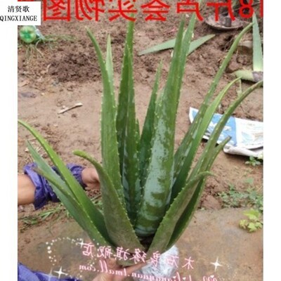 Aloe potted aloe plant aloe vera aloe beauty aloe aloe edibl