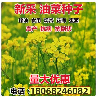 油菜籽开花高产耐寒耐旱
