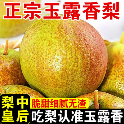 正宗山西玉露香梨精品大果