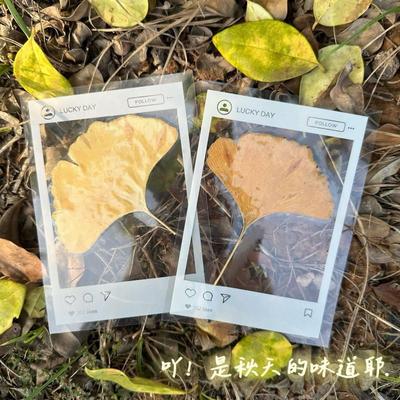 树叶标本塑封膜冷裱膜6寸A4A6手工制作相片相纸植物书签冷表膜