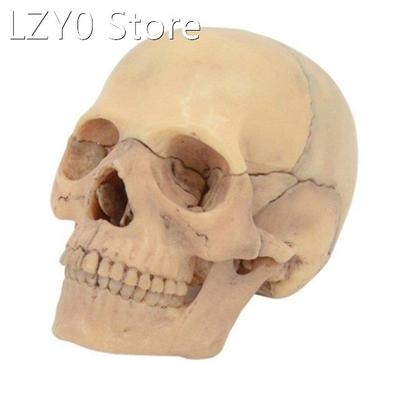 4D Disassembled Skull Anatomical Model Detachable Teaching T