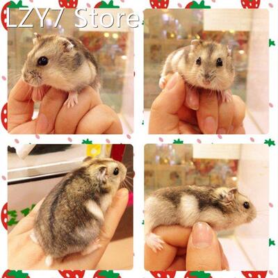 Small Animal Bathroom Hamster Plastic Bathing Sand Bowl Tran