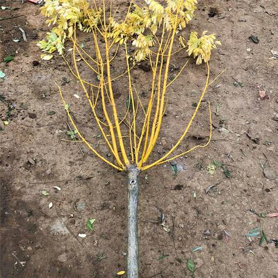 黄金槐庭院园林耐寒绿化风景树苗