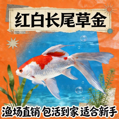 红白草金鱼好养耐活长尾易存活淡水鱼红草观赏鱼小红鱼活体冷水鱼