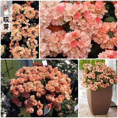 进口美女樱种子 奶油和桃子  Peach&Cream 盆栽庭院花卉秋季