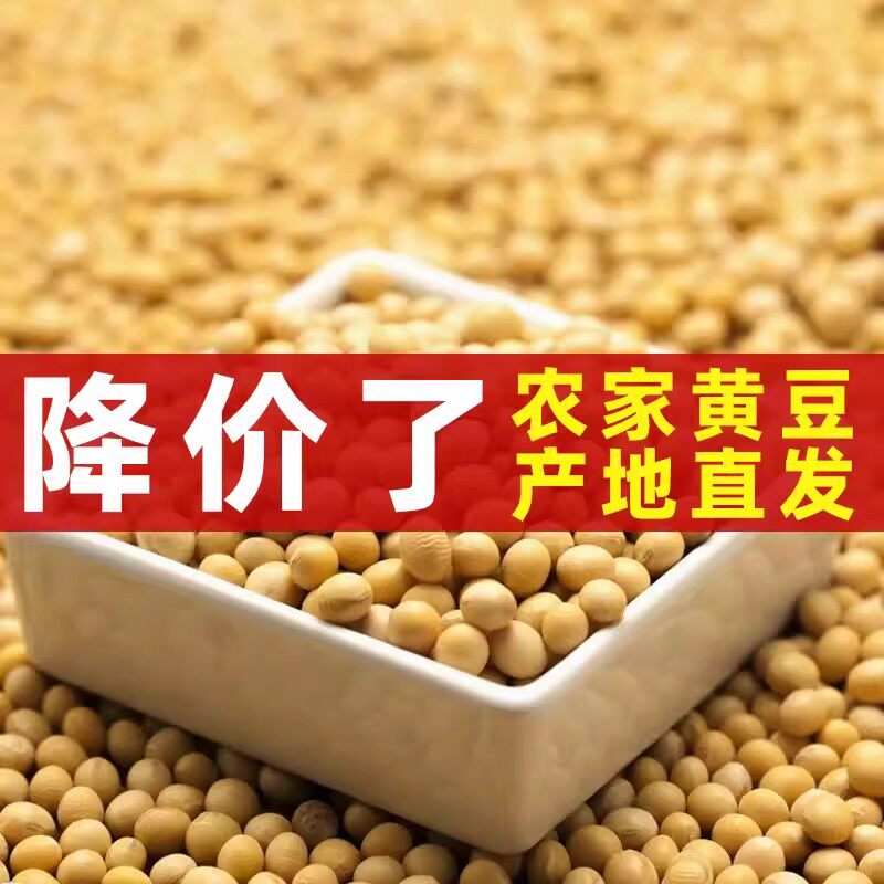 新货黄豆新鲜大豆非转基因黄豆大豆子豆浆原料五谷营养早餐