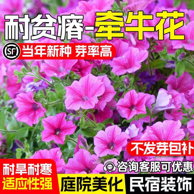 牵牛花种子爬藤植物喇叭花种籽