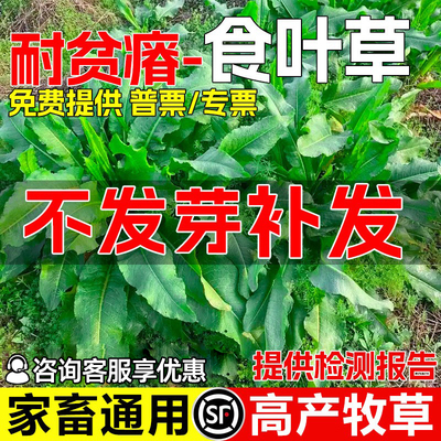 食叶草籽高产牧草家禽喜食高蛋白