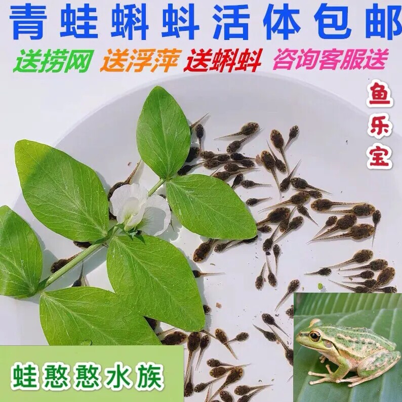 水族宠物青蛙活体蝌蚪苗幼苗蛙苗包活包邮儿童观赏易养水族宠物