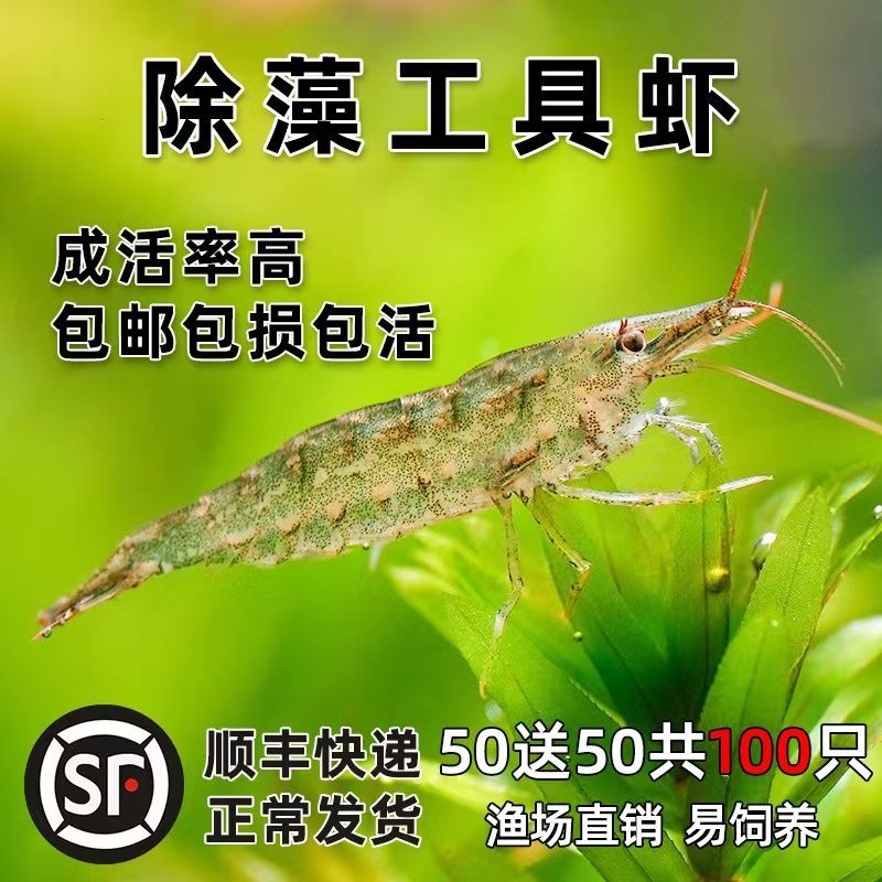 黑壳虾清洁除藻大号观赏虾乌龟鱼类活体饲料淡水冷水草缸鱼缸放的