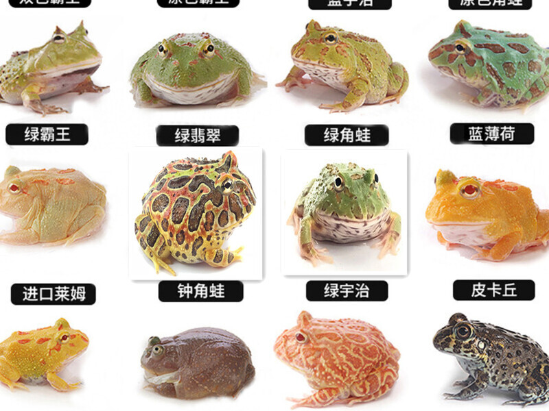 活体宠物青蛙蝌蚪黄金绿角蛙活物蝴蝶角蛙钟角蛙霸王小丑非洲牛蛙