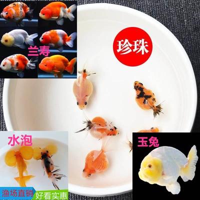 水泡金鱼活鱼蓝瘦观赏鱼淡水中型红鱼小鱼苗易养活兰寿宿舍宠物鱼