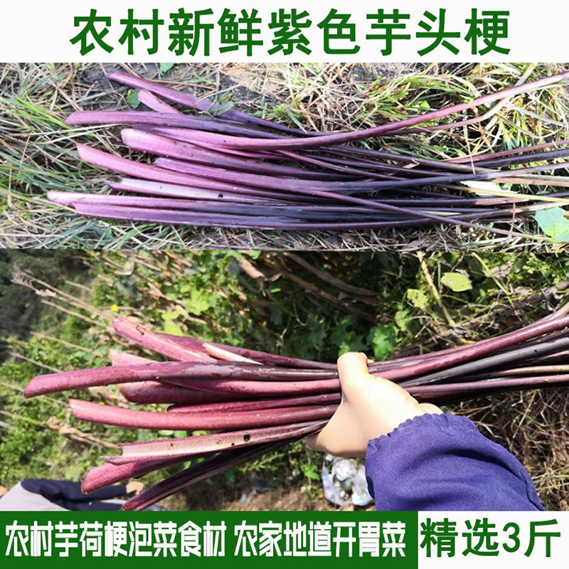 湖北特产农村新鲜紫色芋头梗芋头茎酸辣芋荷梗新鲜红芋荷梗干直发