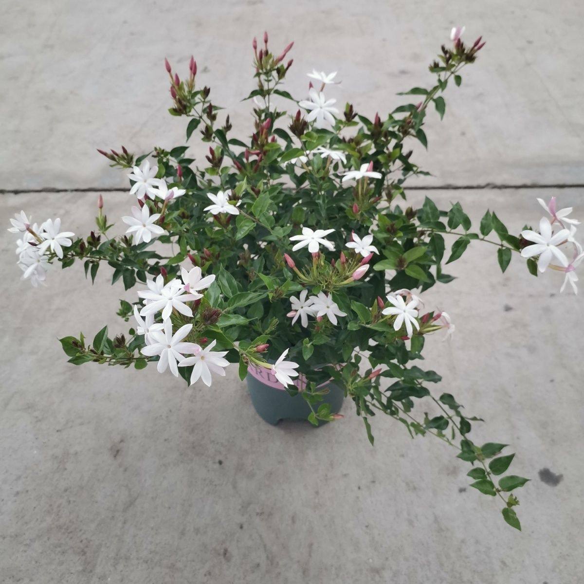 粉苞水茉莉盆栽浓香型花卉绿植办公桌客厅阳台四季观赏不断开花