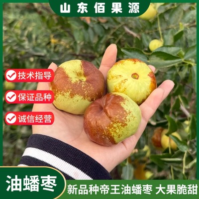 新品种特大帝王油蟠枣树苗嫁接脆甜冬枣苗树活苗南方北方庭院种植