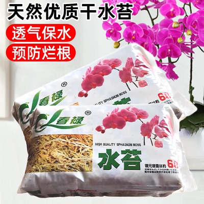水苔蝴蝶兰专用土换盆优质干水苔