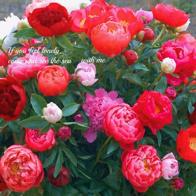 flower seed Peony seeds rose Sunflower heronsbill carnation