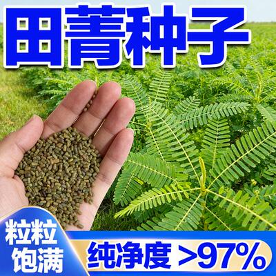 田菁种子耐盐耐旱土壤改良