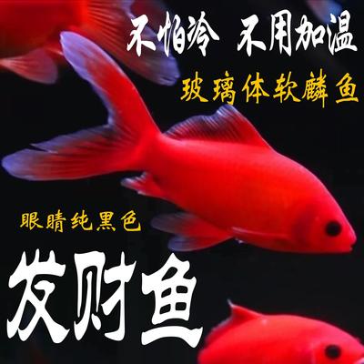 冷水血鹦鹉淡水鱼不怕冷好养耐活