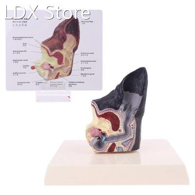 Dog Ear Lesion Animal Anatomical Model Veterinary Science Ai