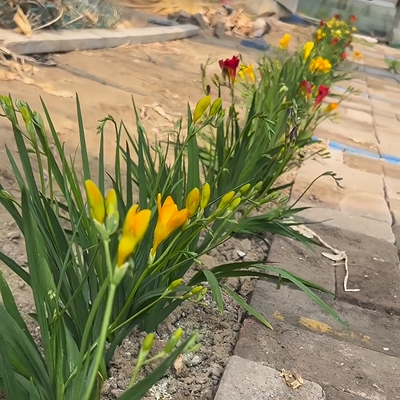 耐寒过冬香雪兰种球开花芳香