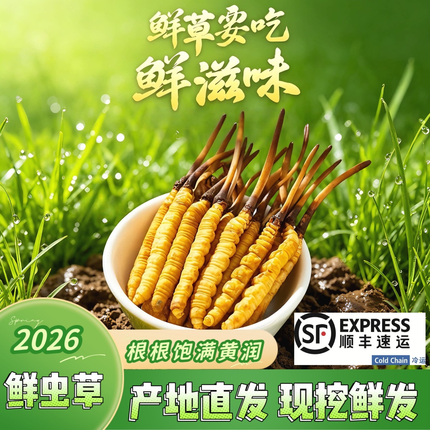 鲜虫草50根现挖新鲜冬虫夏草官方旗舰店手工干刷2026年即食鲜草