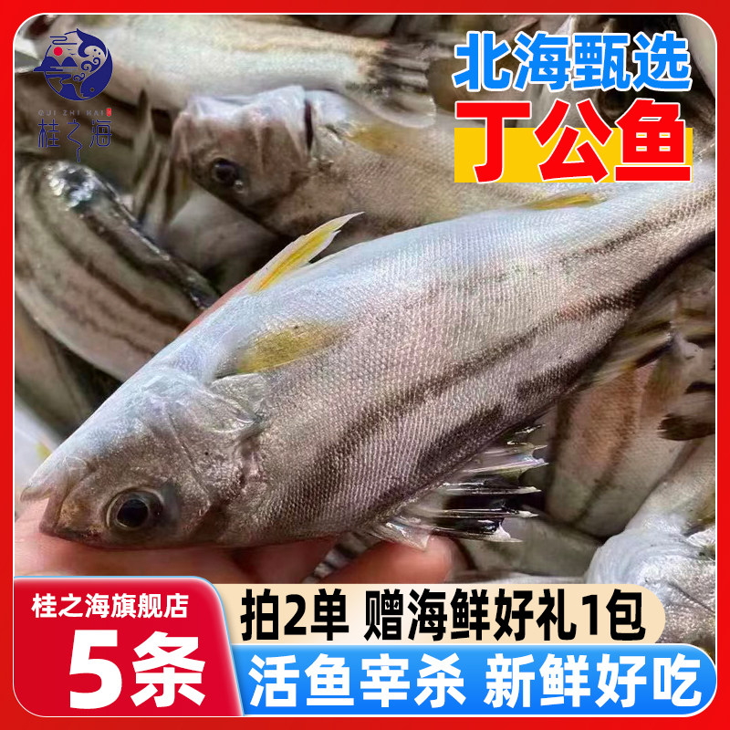 北海市丁公鱼新鲜杀好深海鱼去鳃去内脏冷冻冰鲜大号免处理海鲈鱼