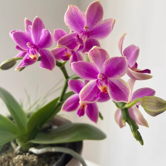 蝴蝶兰【香奈儿】3.0加高杯 带花剑