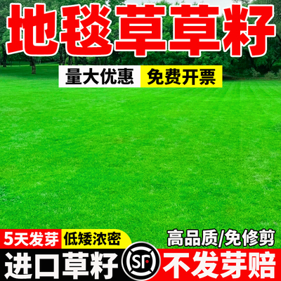 高档地毯草草籽矮生免修剪耐践踏公园小区四季常青耐寒草坪草种子