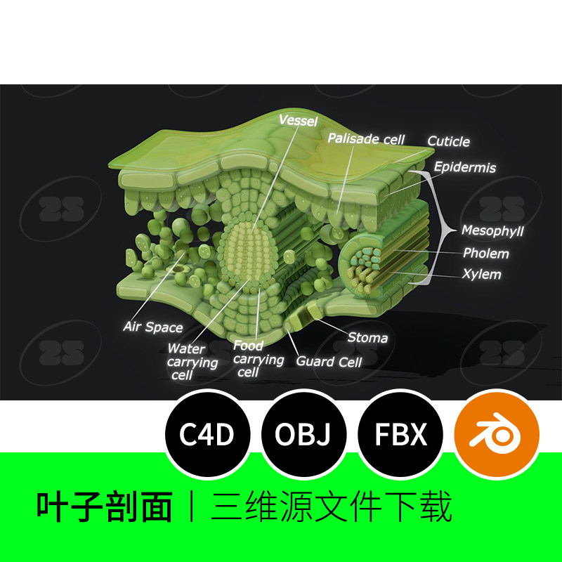 叶片横切面模型,叶片横切面永久切片图_文秘苑图库