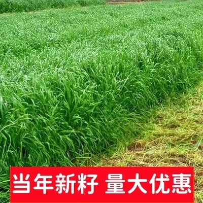 冬牧70黑麦草种子耐寒猪