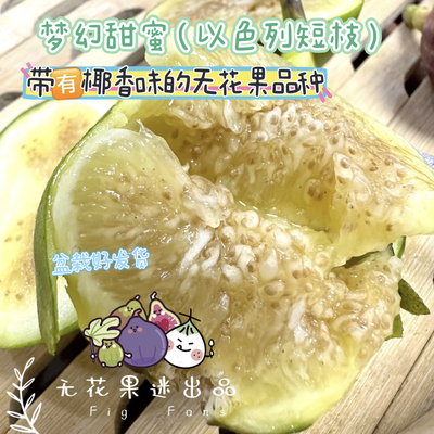 梦幻甜蜜以色列短枝独特椰香味丰产个大口感好树苗带盆土发货