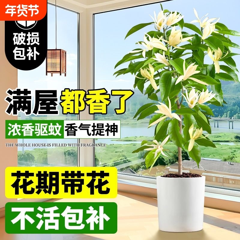 白兰花白玉兰树黄角兰庭院室内植物浓香型盆栽花卉花苞开花四季