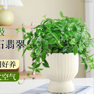 绿植钻石翡翠豆瓣绿白脉椒草绿宝石室内吊兰桌面四季常青垂吊植物
