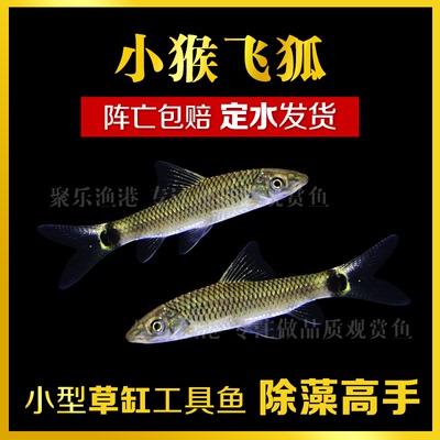 小猴飞狐黑线飞狐活体热带观赏淡水除藻工具垃圾除鱼黑毛丝毛藻