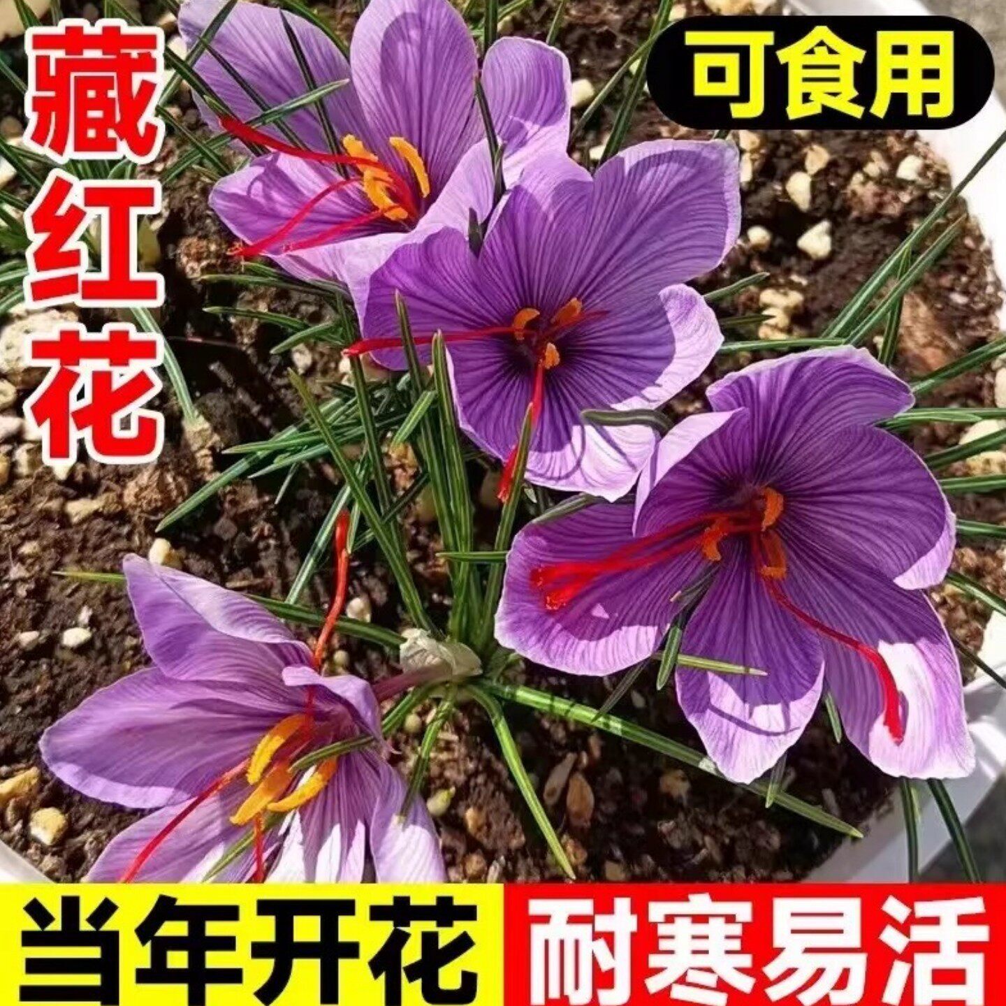 药用藏红花种球盆栽耐寒食用花卉种子绿植番红花种苗室内外药材苗