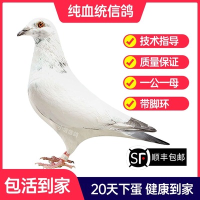 苍白骑士鸽子活一对成绩鸽信鸽赛鸽鸽子原配种鸽小活体幼鸽血统鸽