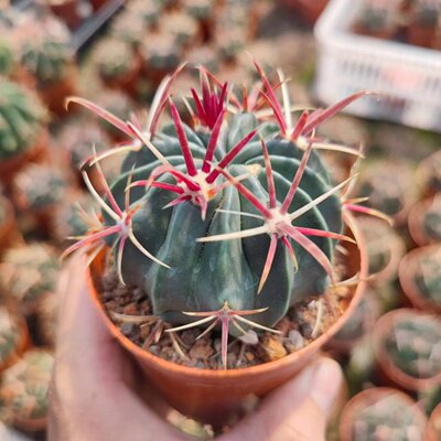 日出强刺仙人球盆栽好养解压