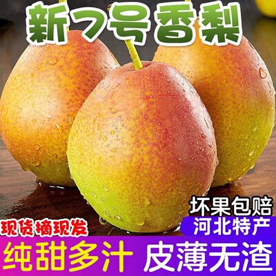 河北香梨7号新鲜当季水果