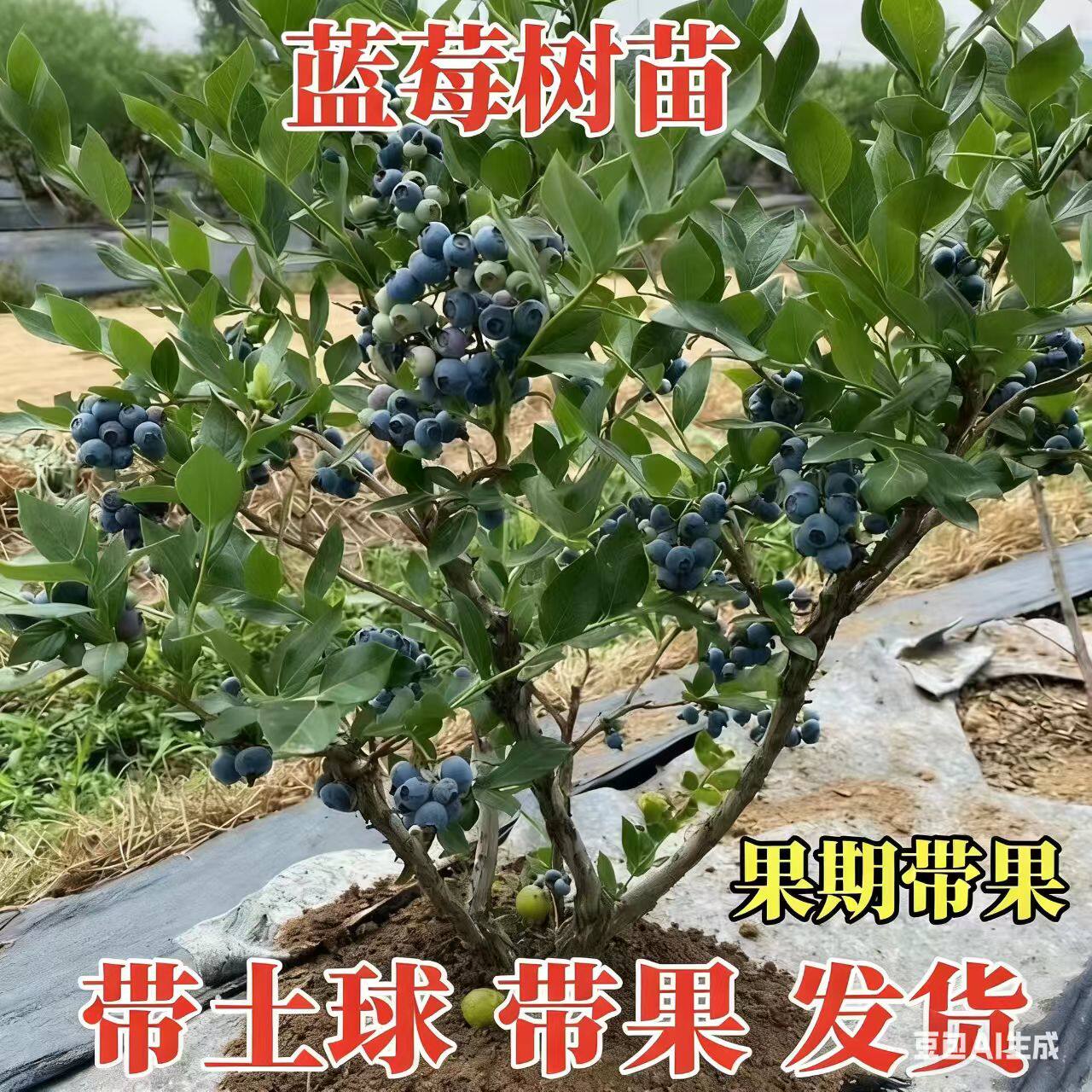 特大蓝莓树果苗带花带果带土球庭院阳台种植当年结果盆地栽南北方