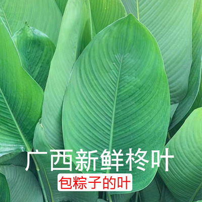 柊子叶 广西粽叶新鲜大叶过年包粽子的叶过节用冬叶包肇庆裹蒸粽