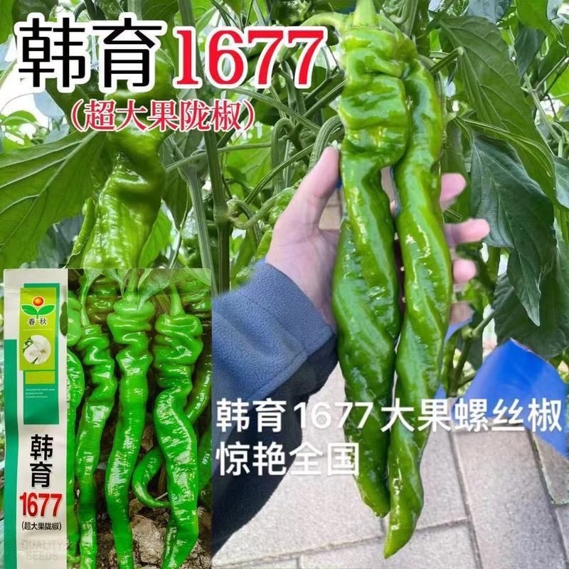 韩育1677螺丝椒种子大果型陇椒种苗薄皮香辣螺丝椒四季蔬菜种包邮