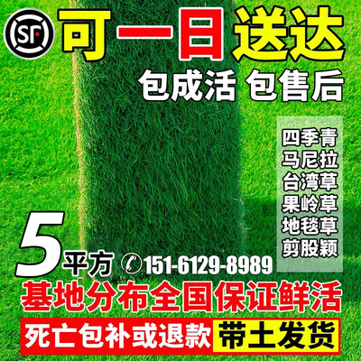 带土真草坪马尼拉四季青花园绿化