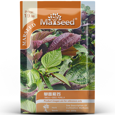 可食用单面紫苏香辛料调味种子