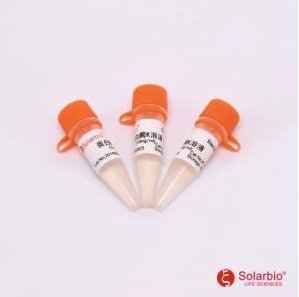 蛋白酶K溶液(10mg/ml)