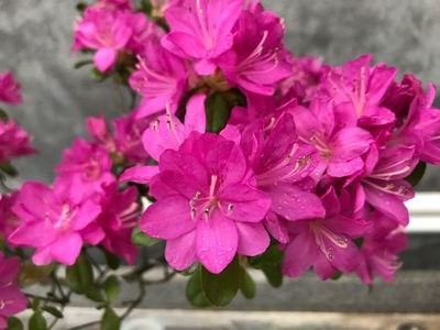 穴盘苗雾岛杜鹃杂交杜鹃花东洋杜鹃四季杜鹃皋月杜鹃进口新品种