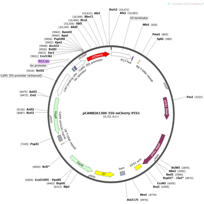 pCAMBIA1300-35S-mCherry-PTS1质粒