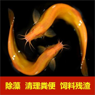 鱼缸观赏螺清理青苔藻类吃粪便