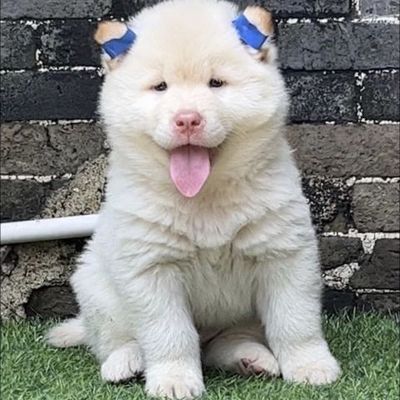 桃檐大型犬五黑犬幼犬